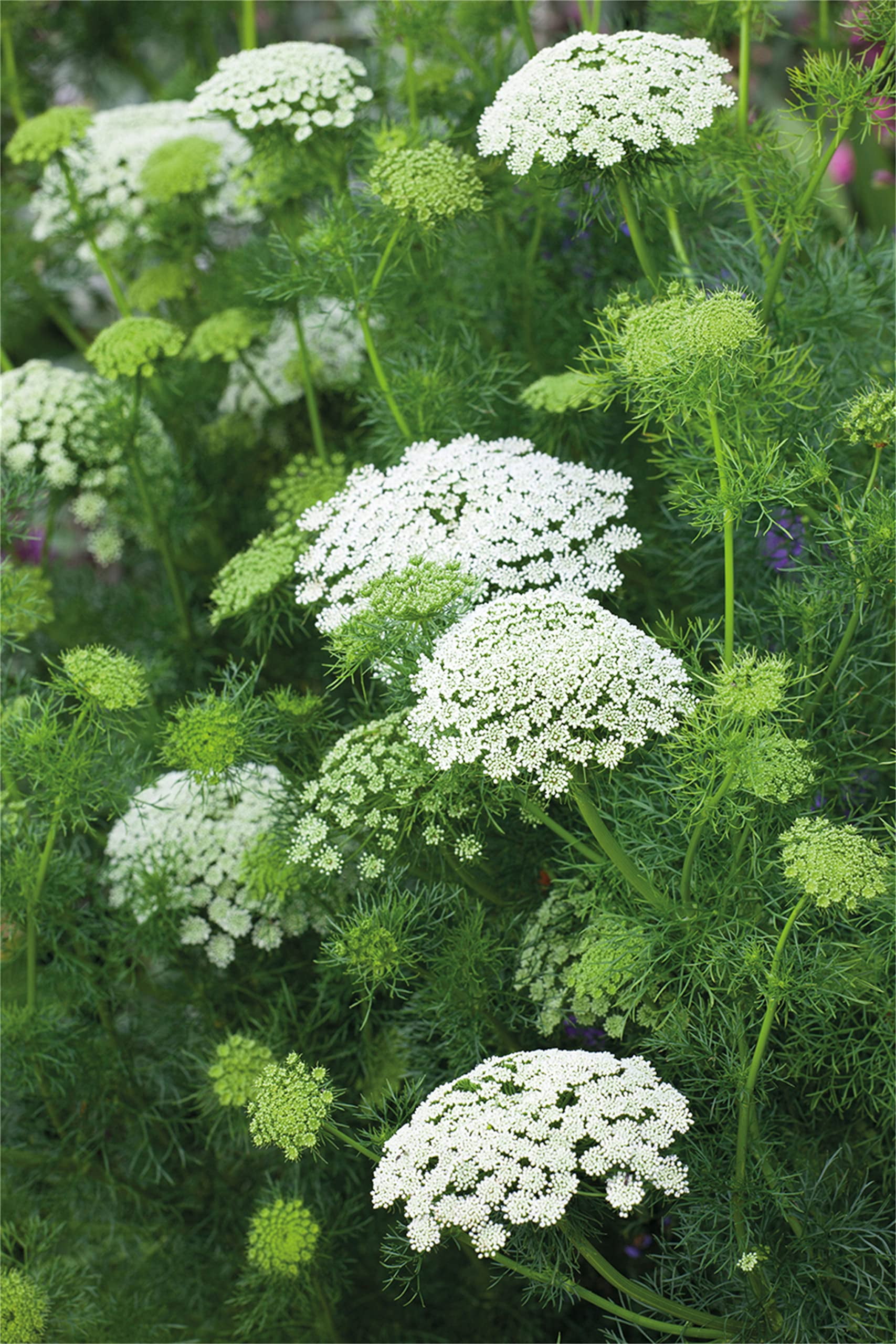 Rare Flower Seeds Plant Seeds 1000+ Pcs MHD1Ammi Seeds - Ammi visnaga ...