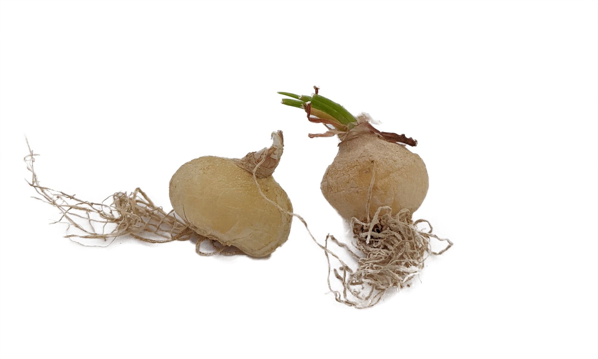 Hirt's Gardens Rare Frizzle Sizzle Plant, Albuca Spiralis Bulbs ...