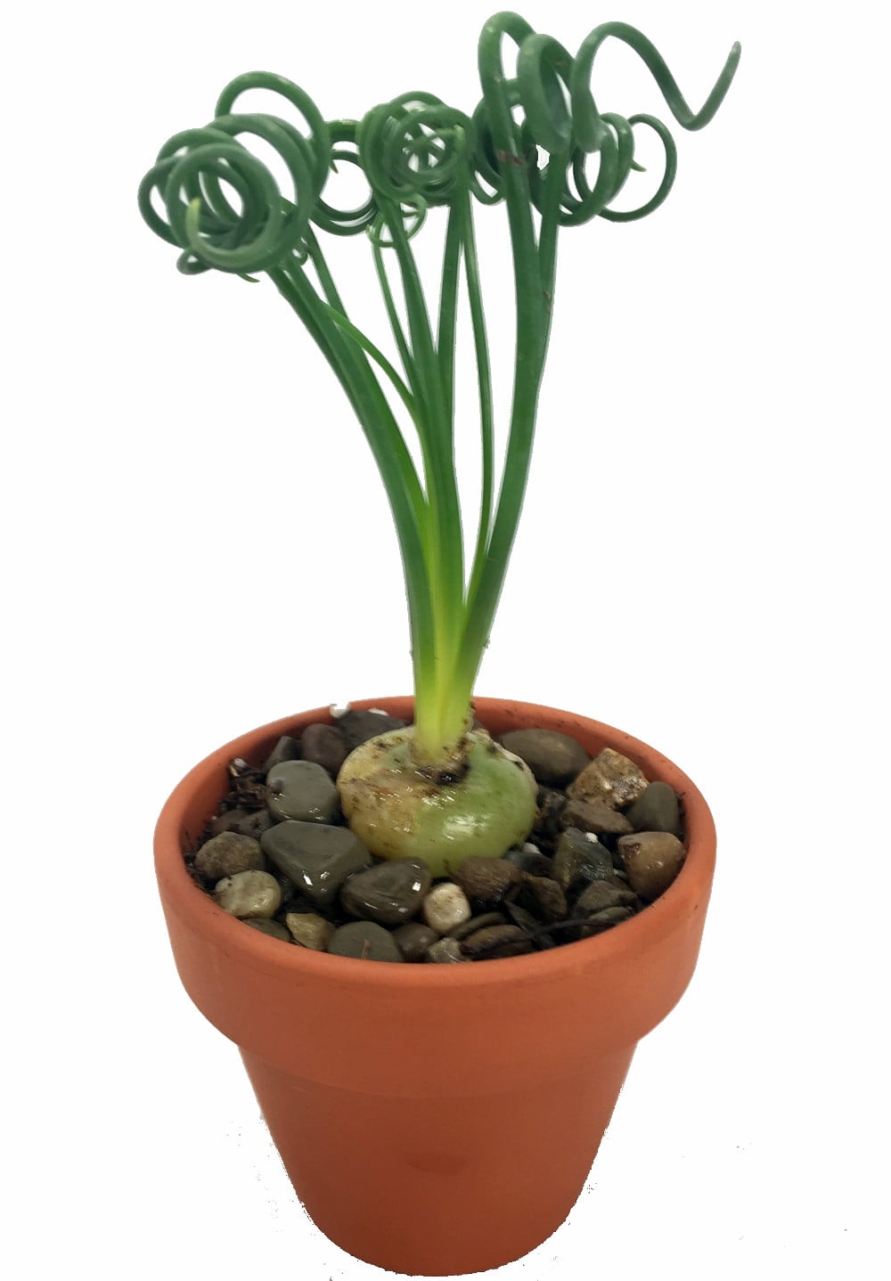 Rare Frizzle Sizzle Plant - Albuca spiralis - 2 Bulbs - Succulent House ...