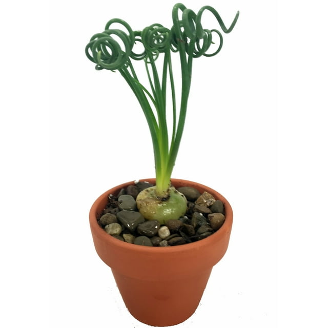 Rare Frizzle Sizzle Plant - Albuca spiralis - 2 Bulbs - Succulent House ...