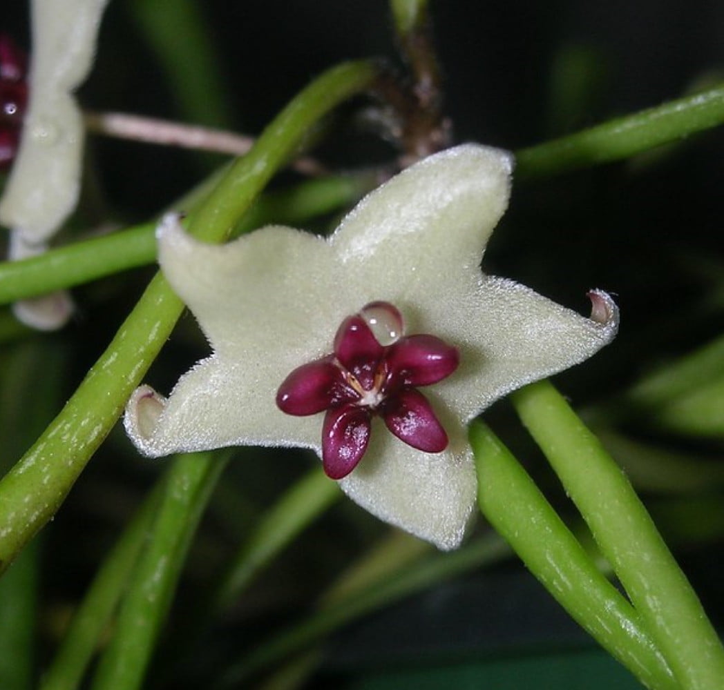 Rare Frog Toe Wax Plant - Hoya retusa - Collector's Series - 2" Pot - Walmart.com