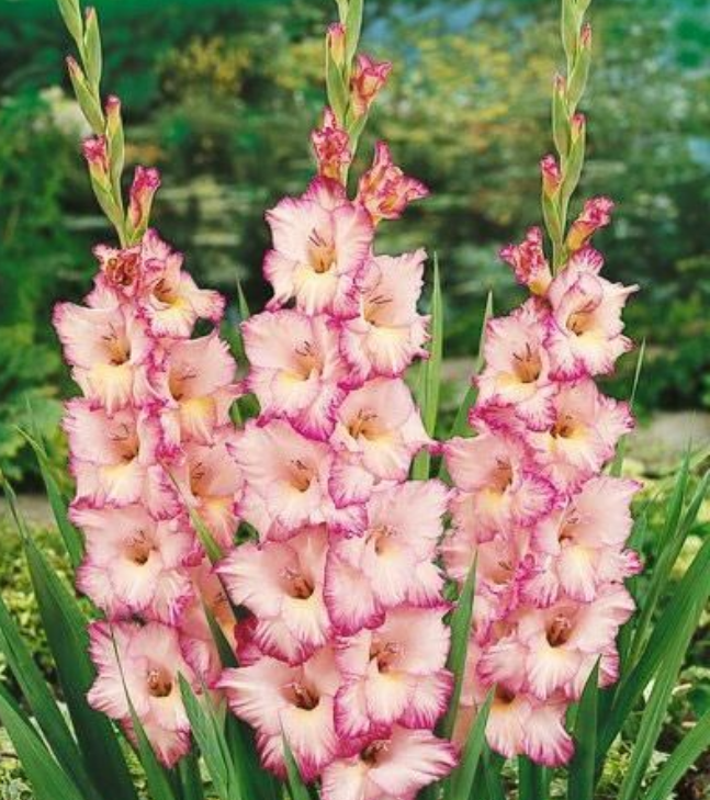 Rare Gladiolus - Upright growing - Developed root system - Heat ...