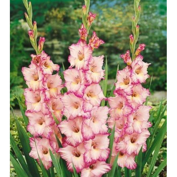Rare Gladiolus - Upright growing - Developed root system - Heat ...