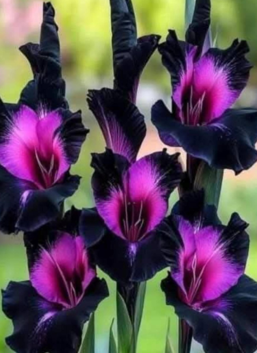 Rare Gladiolus - Upright growing - Developed root system - Heat ...