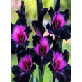 Rare Gladiolus - Upright growing - Developed root system - Heat ...