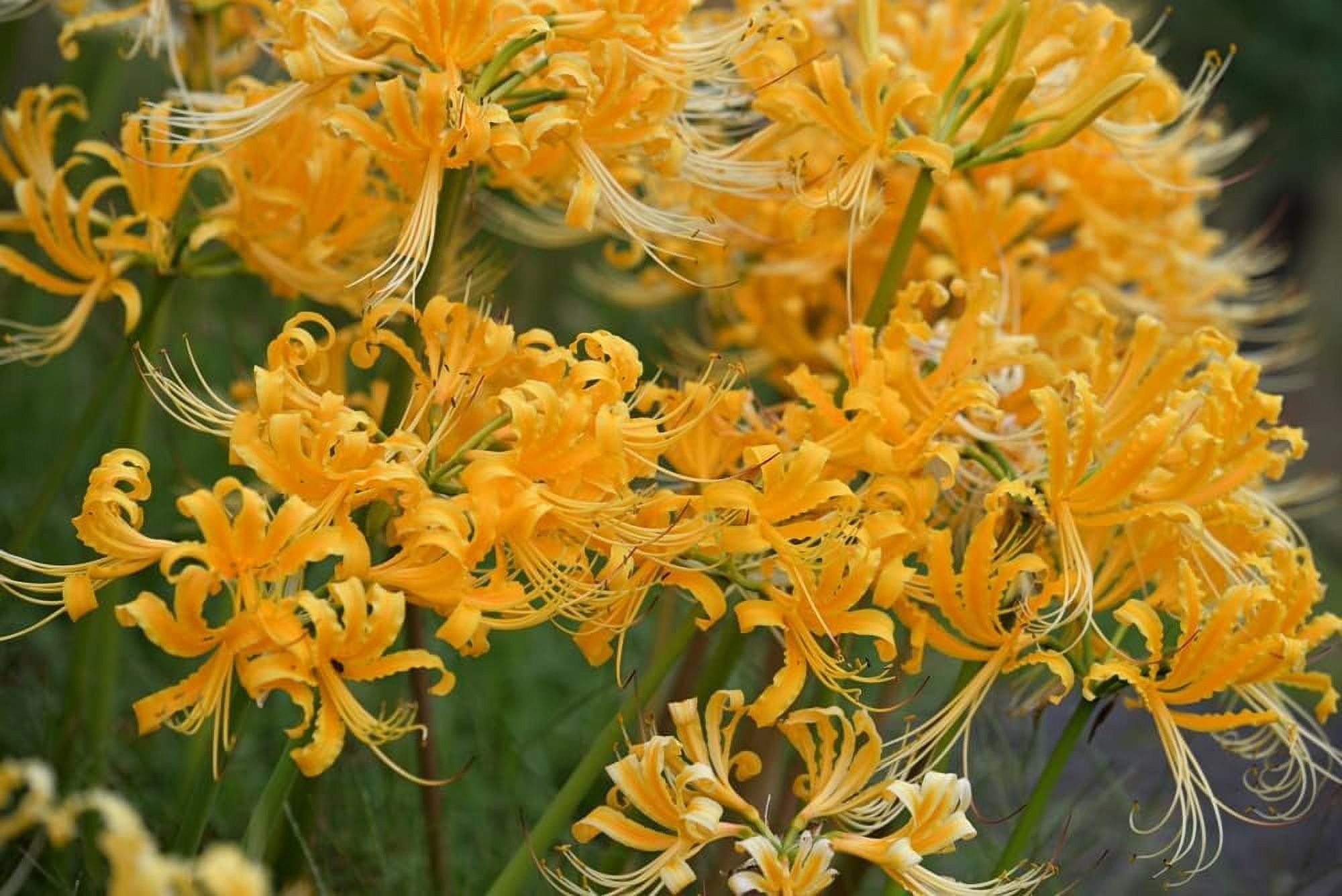 CZ Grain Lycoris Aurea Perennial Flowers Gold Spider Lily Bulbs (2 ...