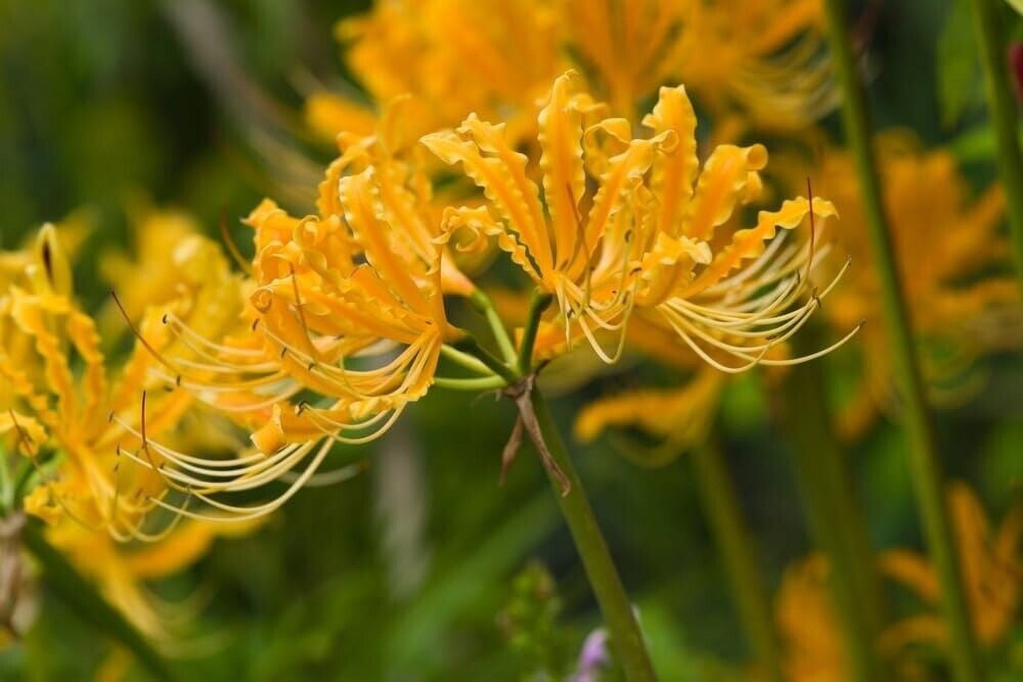 Rare Gold Spider Lily Bulbs for Planting - Summer/Fall Perennial ...