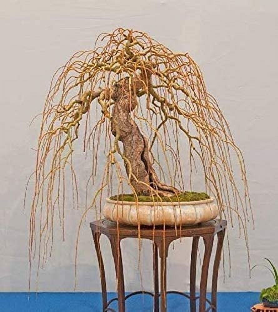 Dwarf Golden Curls Willow Tree Cutting - Live Bonsai Plant - Golden ...