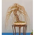 Dwarf Golden Curls Willow Tree Cutting - Live Bonsai Plant - Golden ...