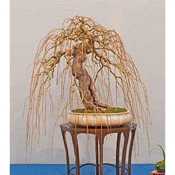 CZ Grain, Live Bonsai Tree, Golden Curls Willow, Curly Branches, Gold ...