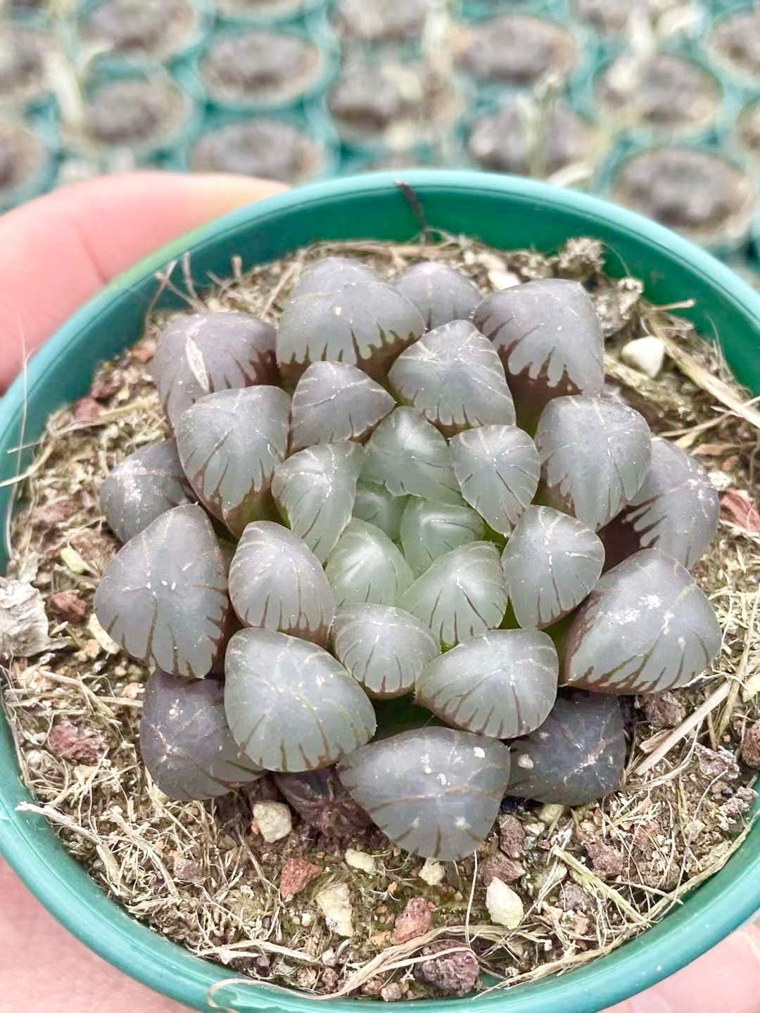 "1am Succulents, Rare Haworthia Cooperi OB1 Succulent, Compact Rosette ...