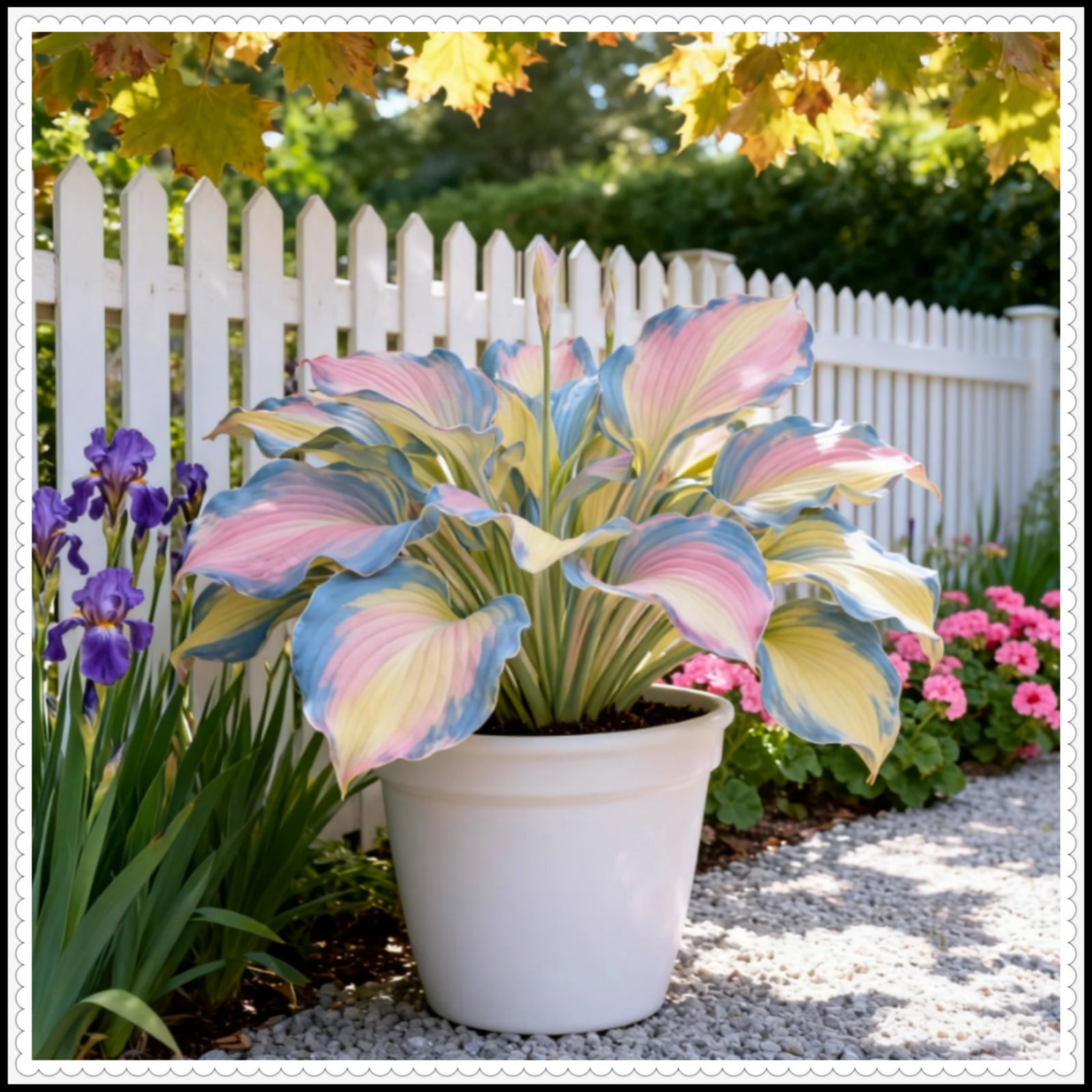 Rare Hosta- Bulk - Garden Stake for Outdoor Decoration--Fresh Natural ...