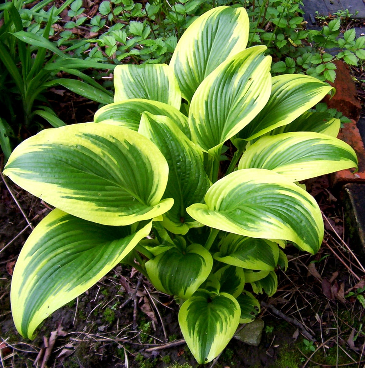 Rare Hosta Plants , Hosta Plants For Sale ,Hosta Plants Bulbs Perennial ...
