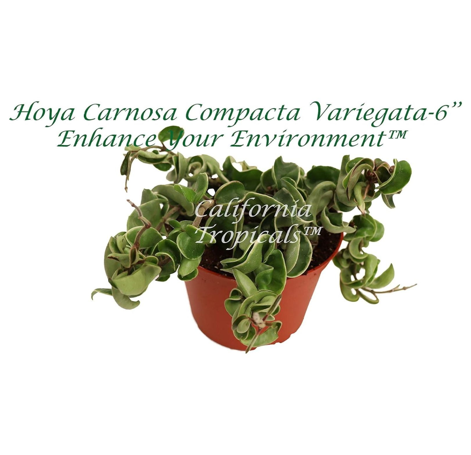 Rare Hoya Carnosa 'Compacta Variegata' - Hindu Rope - 6'' from HeSLehs ...