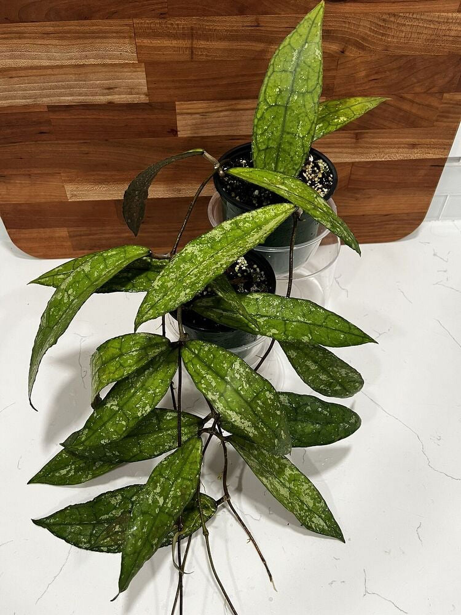 Rare Hoya Clemensiorum *Fresh Cutting* Prehistoric Sunstress Houseplant ...