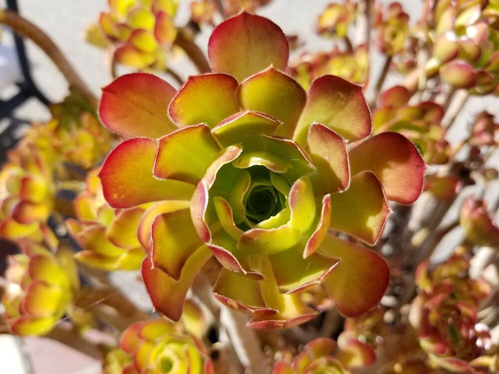 Rare Hybrid Aeonium Blushing Beauty Bonsai Succulent Fresh Cuttings ...