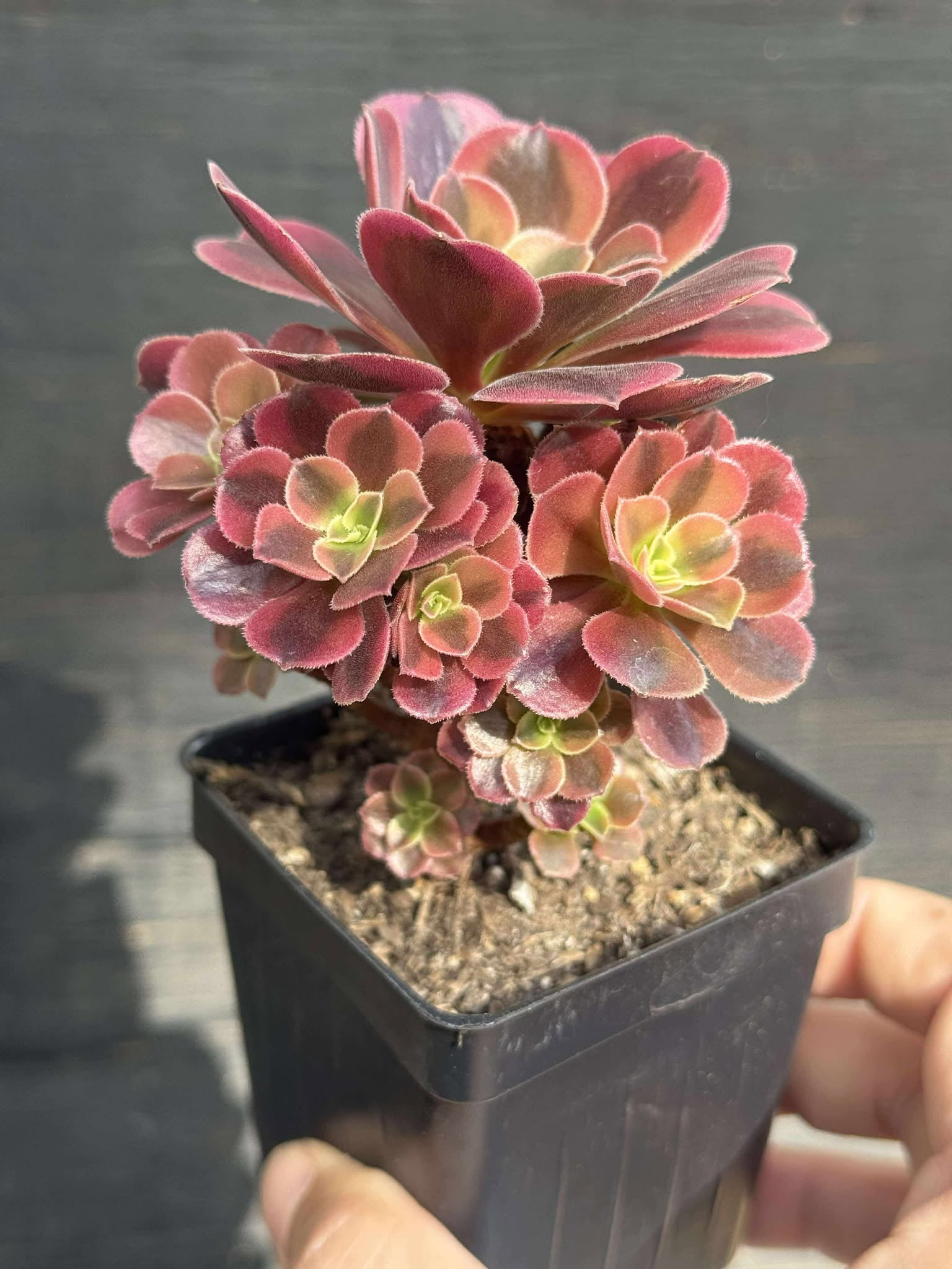 Rare Imported Aeonium Medusa variegated miniature cluster in 2.75" pot ...