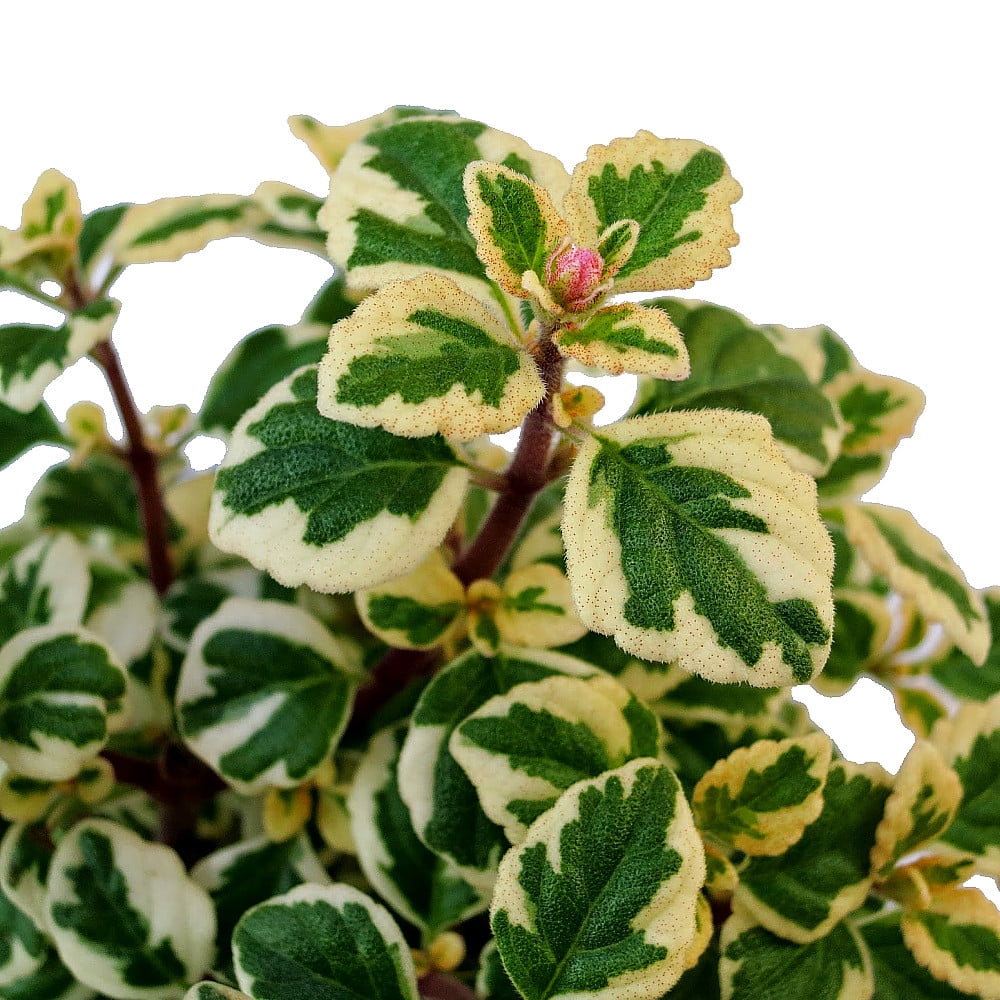 Rare Kandy Kisses Plant - Hemizygia - 4.5" Pot - - Walmart.com