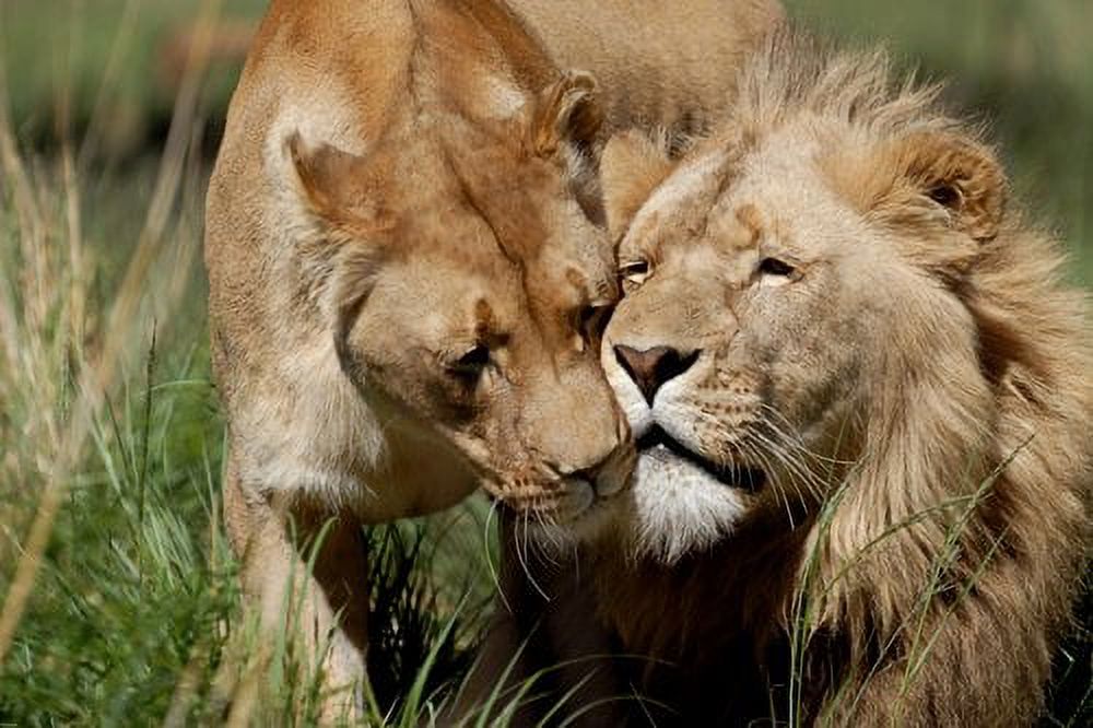 Rare Lions In The Wild Playful Amazing Close-Up Animals 24" x 0.01 ...