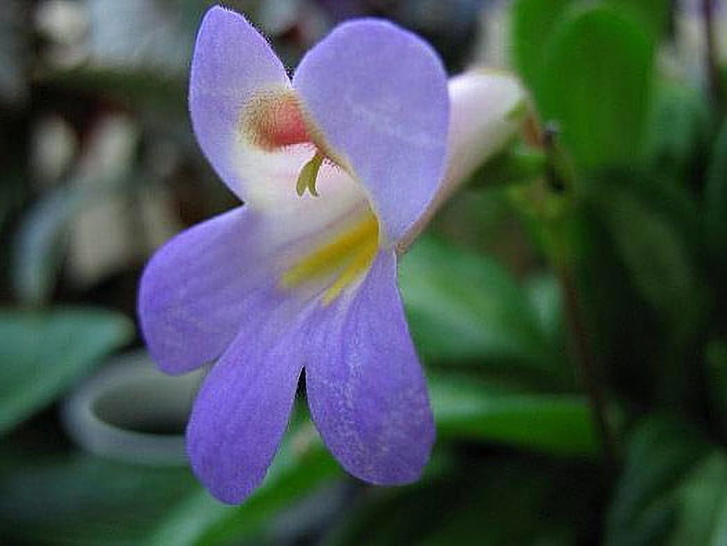 Rare Loki Asian Violet - Primulina - House Plant - 6" Hanging Basket ...