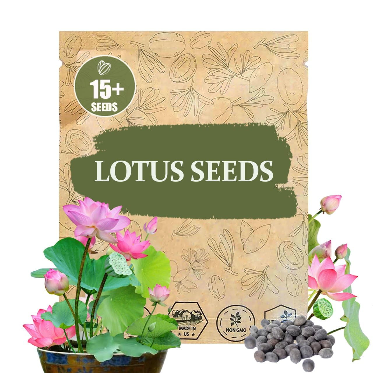 Rare Lotus Seeds for Planting - ZLK1 15 Pre-Cut Bonsai Lotus Flower ...