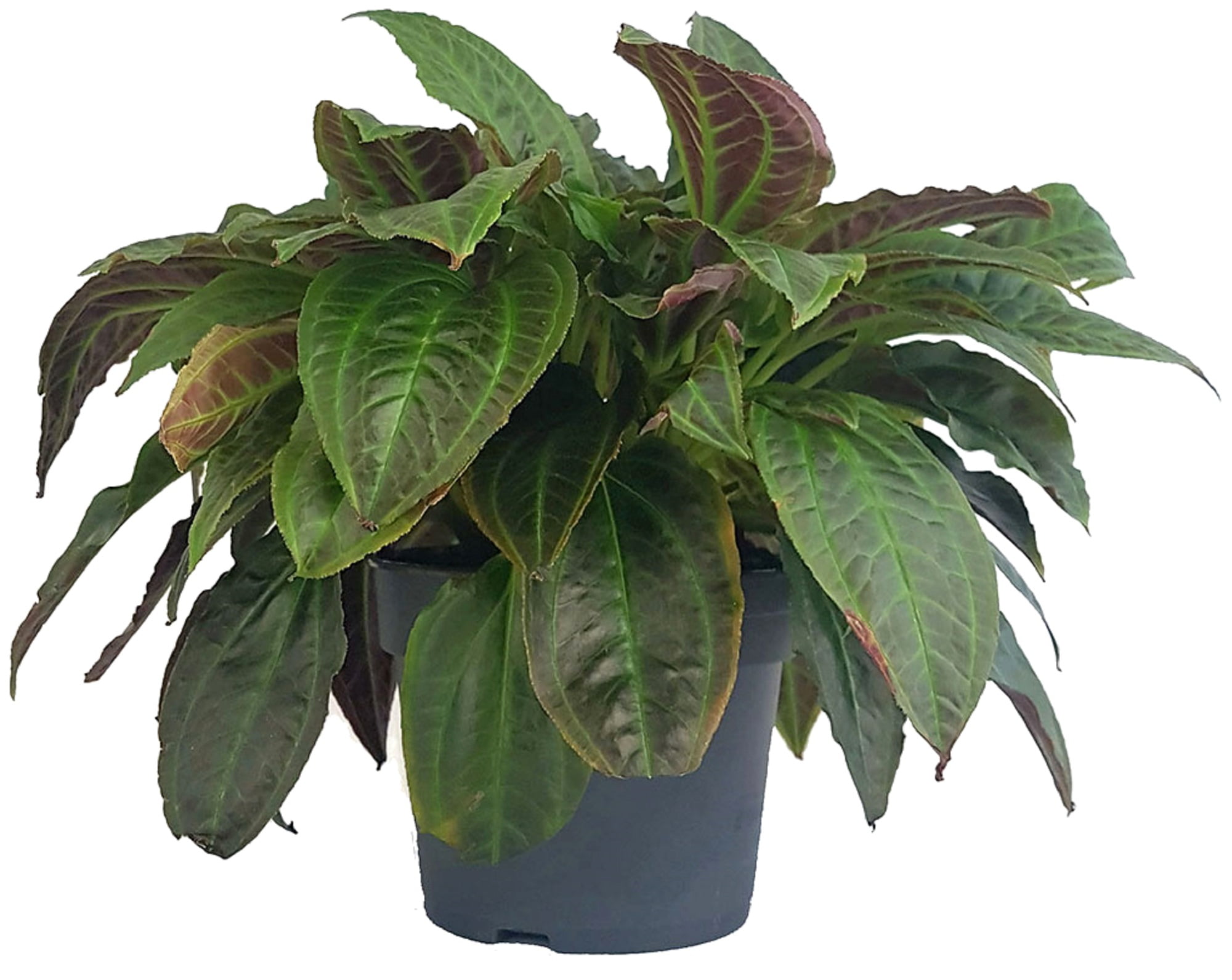 Rare Monolena Primuliflora - Ant Plant - Collector's Series - 4" Pot ...