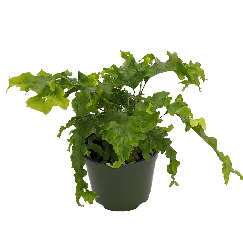 Rare Nicholas Diamond Fern - xPhlebosia - 6" Pot - New to the World ...