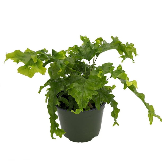 Rare Nicholas Diamond Fern - xPhlebosia - 6" Pot - New to the World ...