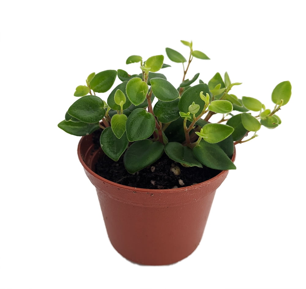 Pp Plant