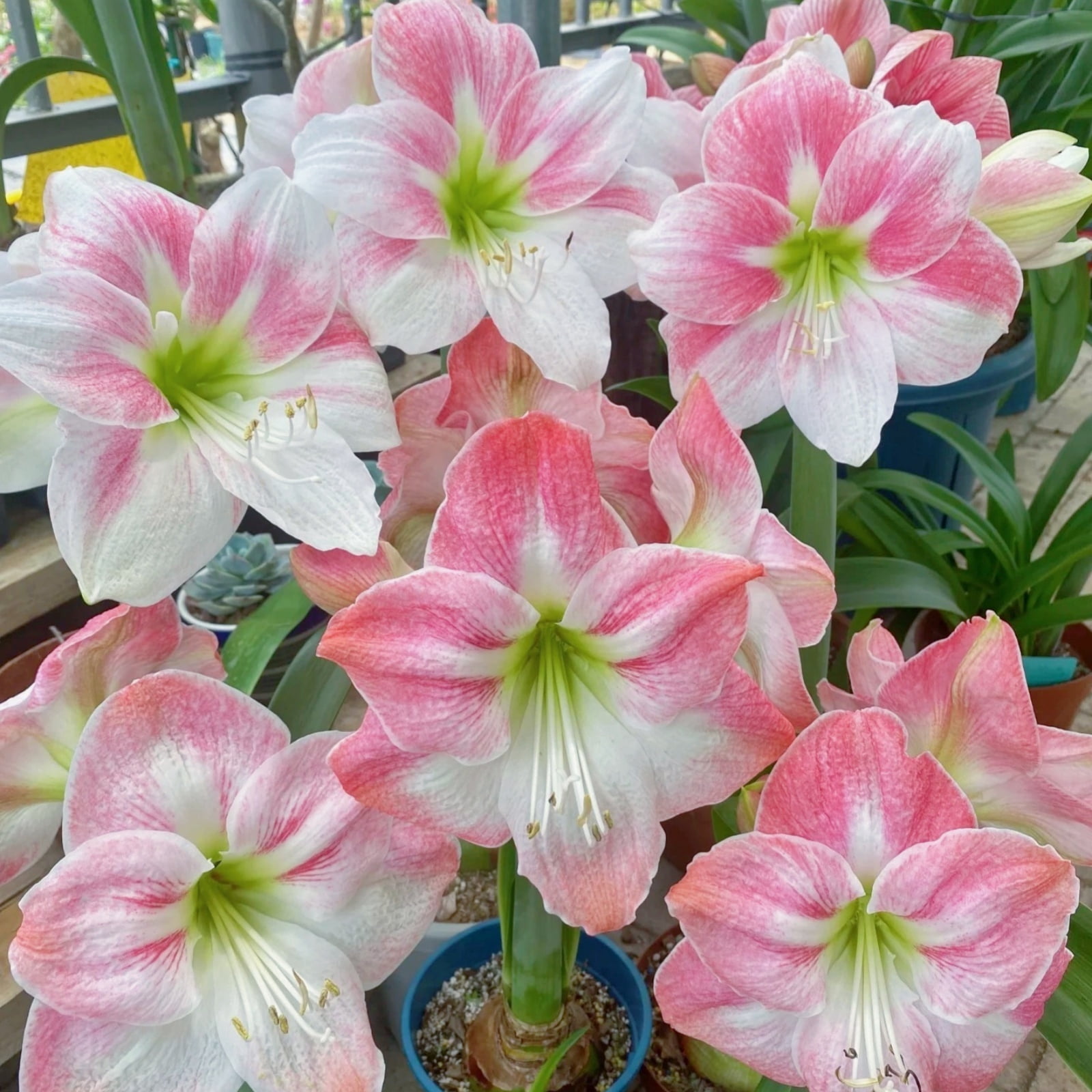 Rare Perennial - Amaryllis Plant Bulbs - Easy Grow / Low Maintenance ...