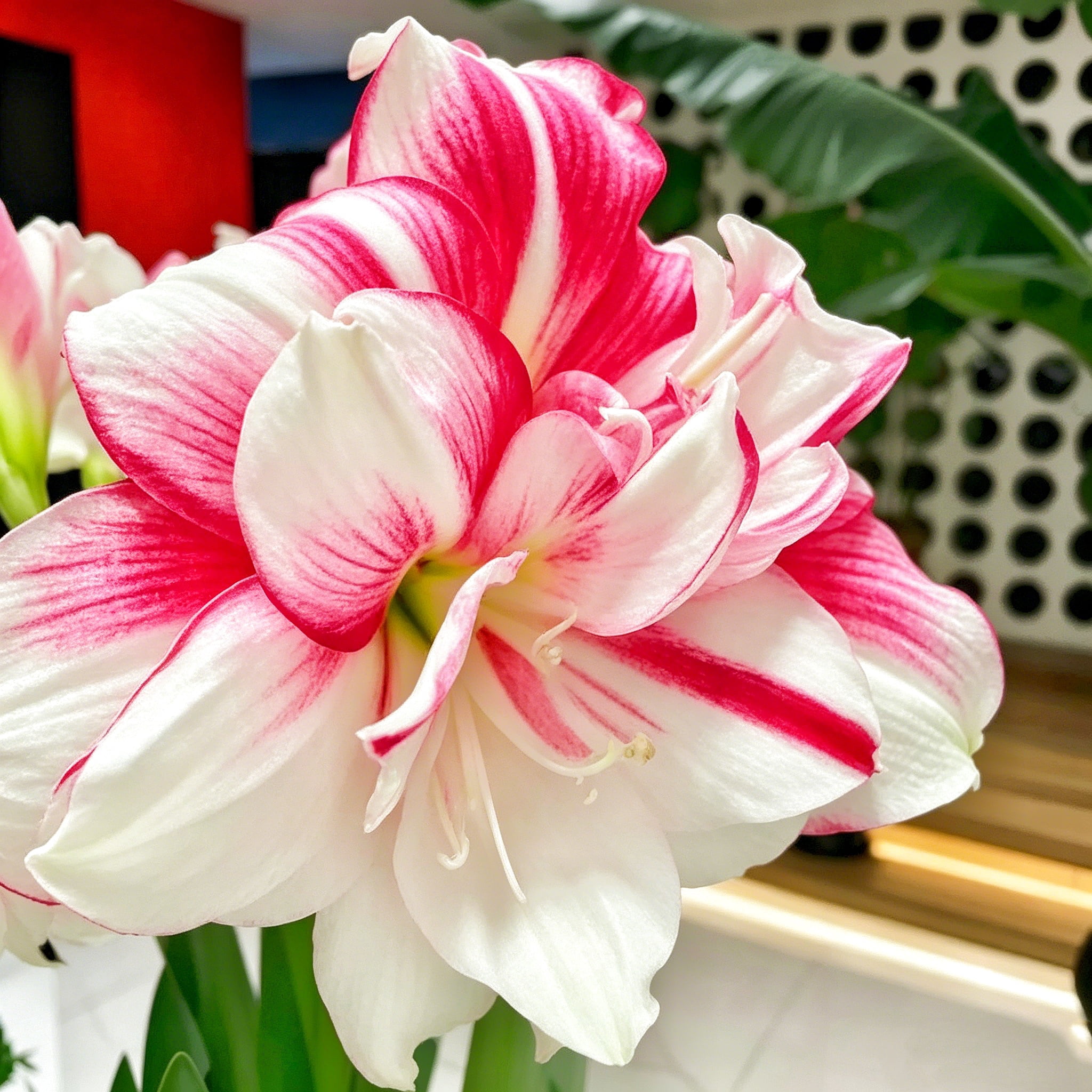Rare Perennial - Amaryllis Plant Bulbs - Easy Grow - Low Maintenance ...