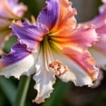 Rare Perennial - Amaryllis Plant Bulbs - Easy Grow - Low Maintenance ...