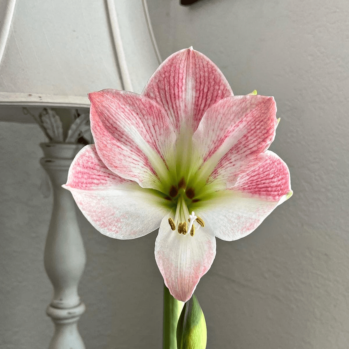 Rare Perennial - Amaryllis Plant Bulbs - Easy Grow - Low Maintenance ...