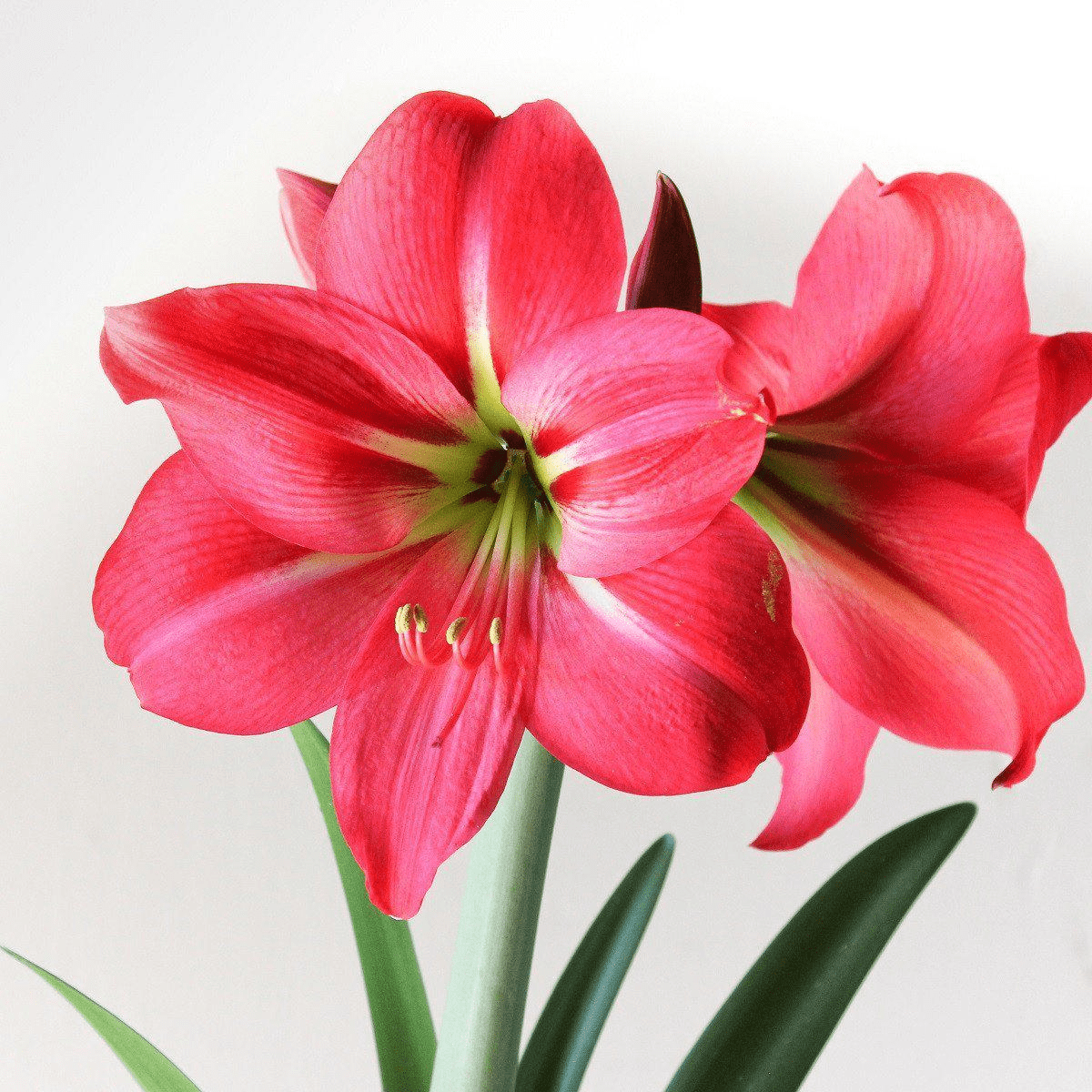 Rare Perennial - Amaryllis Plant Bulbs - Easy Grow - Low Maintenance ...