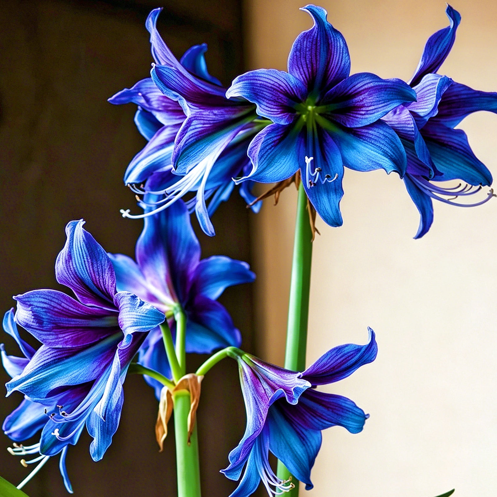 Rare Perennial - Amaryllis Plant Bulbs - Easy Grow - Low Maintenance ...