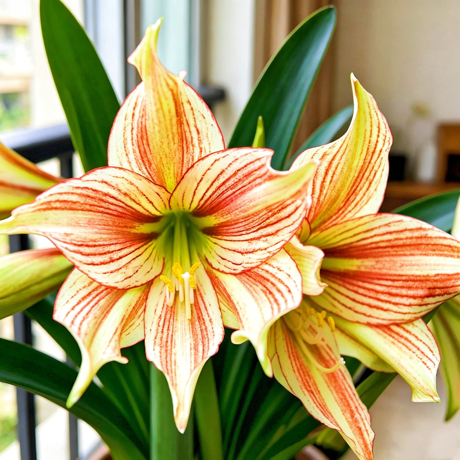 Rare Perennial - Amaryllis Plant Bulbs - Easy Grow - Low Maintenance ...
