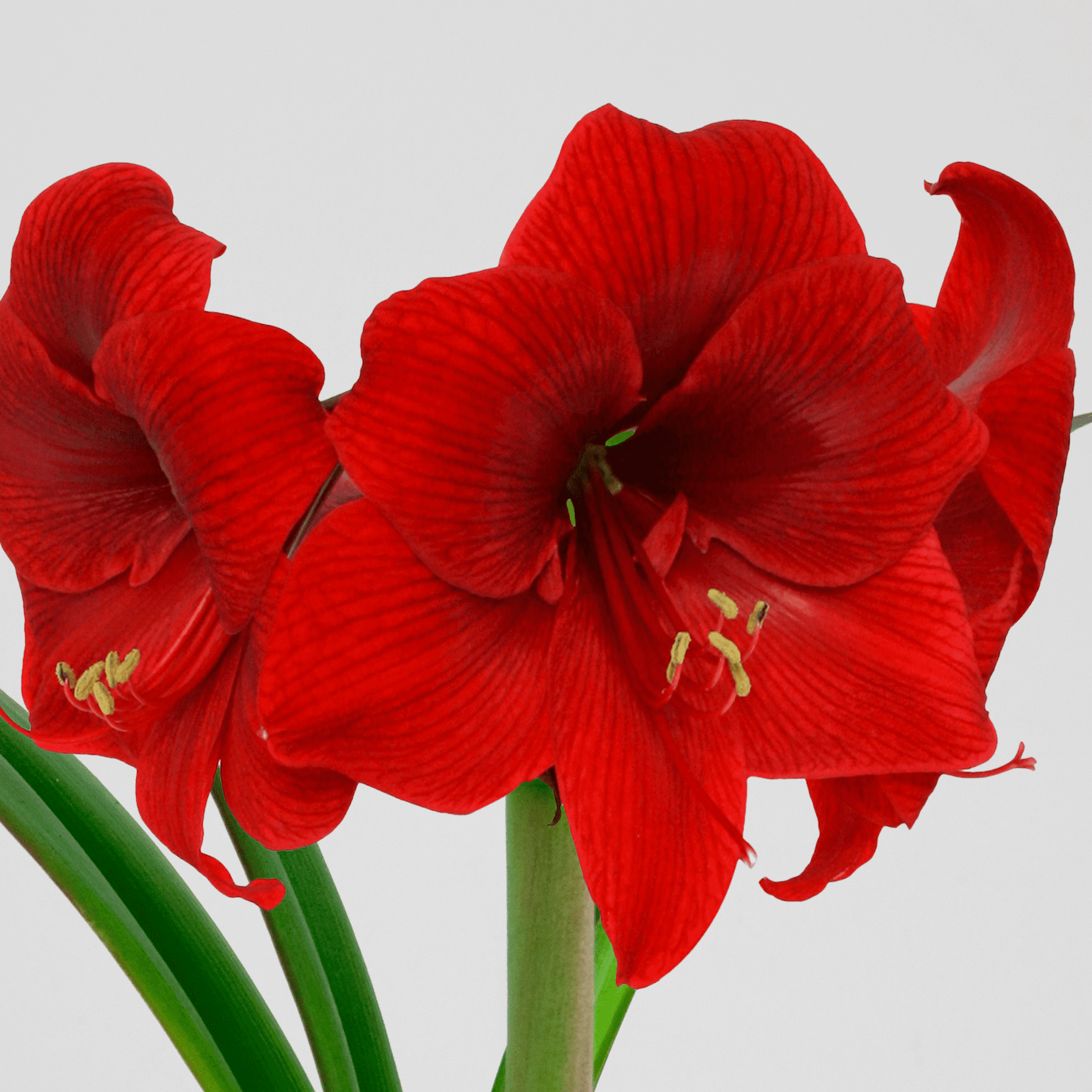 Rare Perennial - Amaryllis Plant Bulbs - Easy Grow - Low Maintenance ...