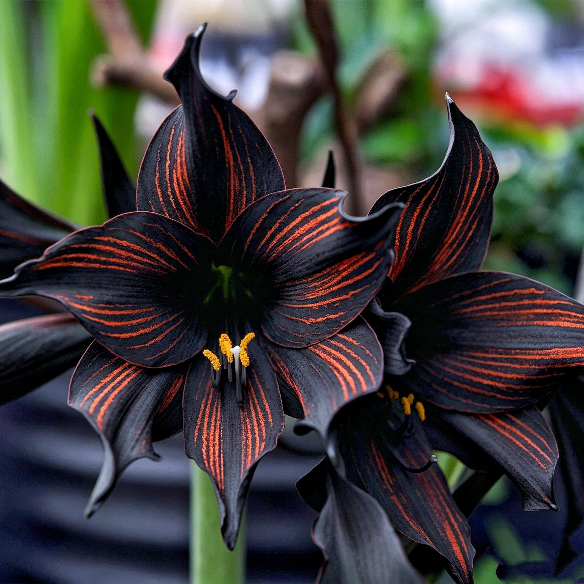 Rare Perennial - Amaryllis Plant Bulbs - Easy Grow - Low Maintenance ...