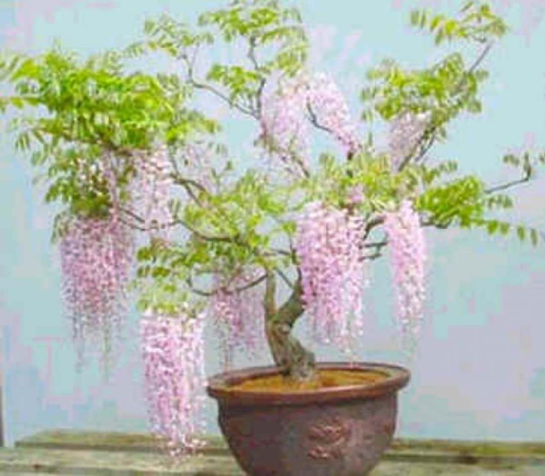 Rare Pink Wisteria Bonsai Tree Seeds, 5 Seeds - Highly Prized Flowering ...