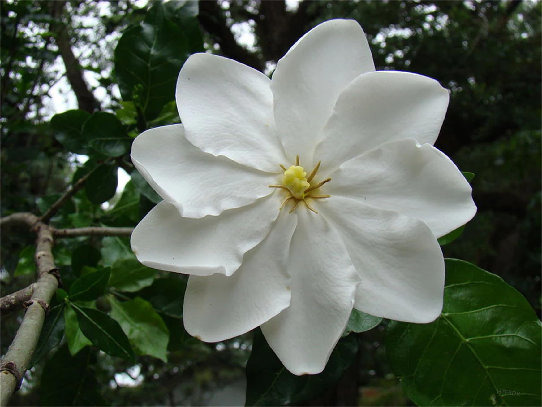 Rare Plant Tree AJH3 Seeds Gardenia Thunbergia 100 Seeds - Fragrant ...