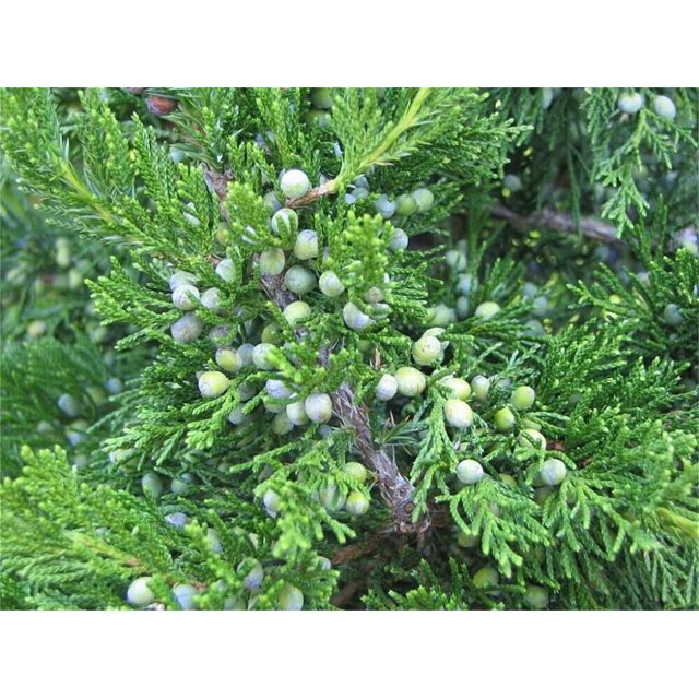 Rare Plant Tree Seeds HP29 100+ Eastern Red Cedar Seeds (Juniperus ...
