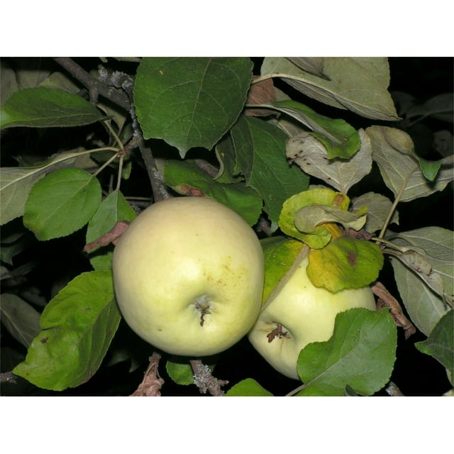 Rare Plant Tree Seeds STF9 30+ Apple Seeds Seeds Antonovka Apple (Malus ...