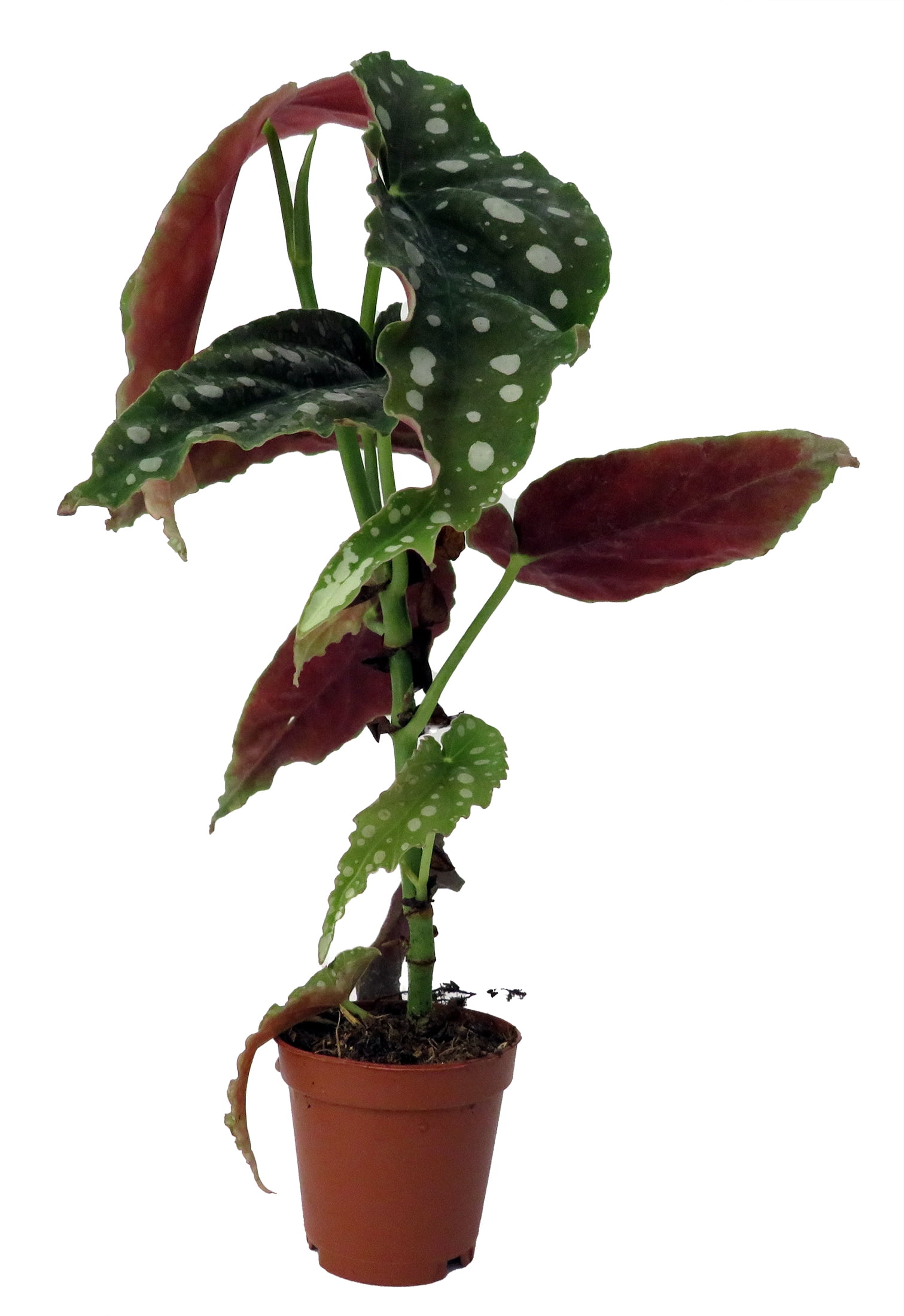 Rare Polka Dot Bat Wing Begonia Plant - Begonia Maculata - 2" Pot ...