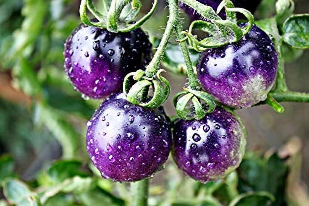 Rare Purple Blue Indigo Rose Tomato MVR1 About 20 Seeds - Walmart.com