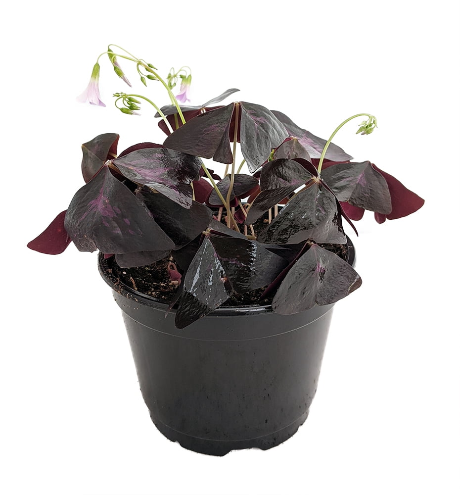Hirt's Gardens Rare Purple Rain Shamrock Plant, Oxalis, 6" Pot, Easy ...