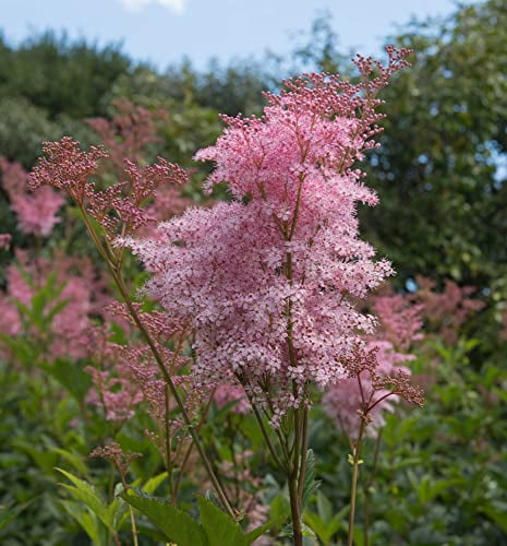 Rare Queen of The Prairie Seeds - 15 Seeds to Grow - Filipendula rubra ...