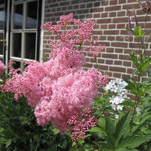 Rare Queen of The Prairie Seeds - 15 Seeds to Grow - Filipendula rubra ...
