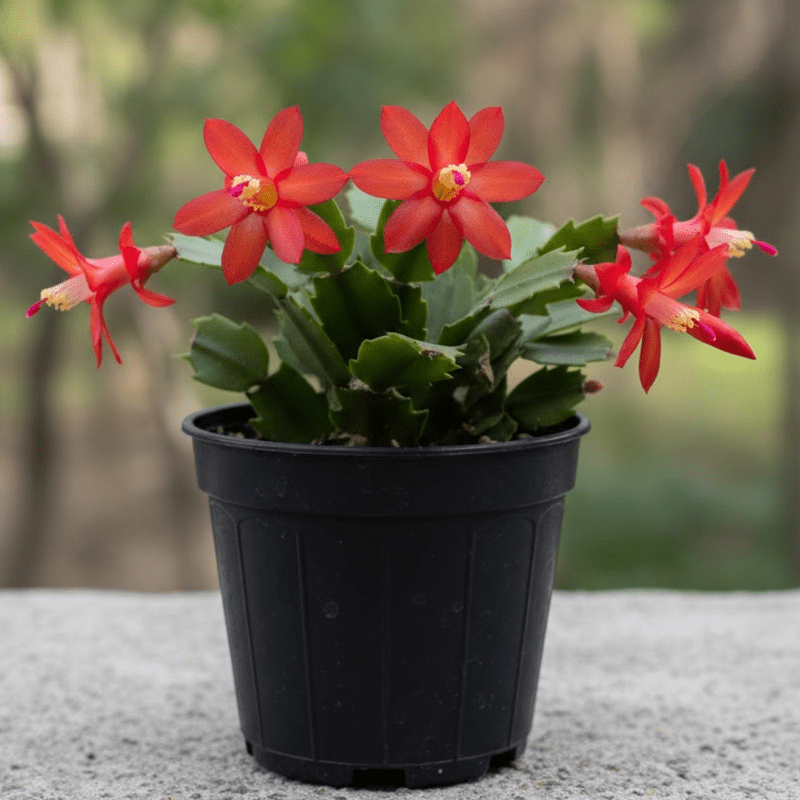 Rare Red Easter Cactus Plants Live, Red Zygocactus Live Indoor Plant ...
