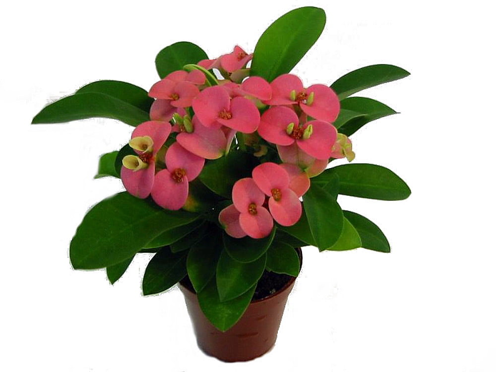 Rare Rhea Pink Crown of Thorns Euphorbia Plant - Flowering Indoor Live ...
