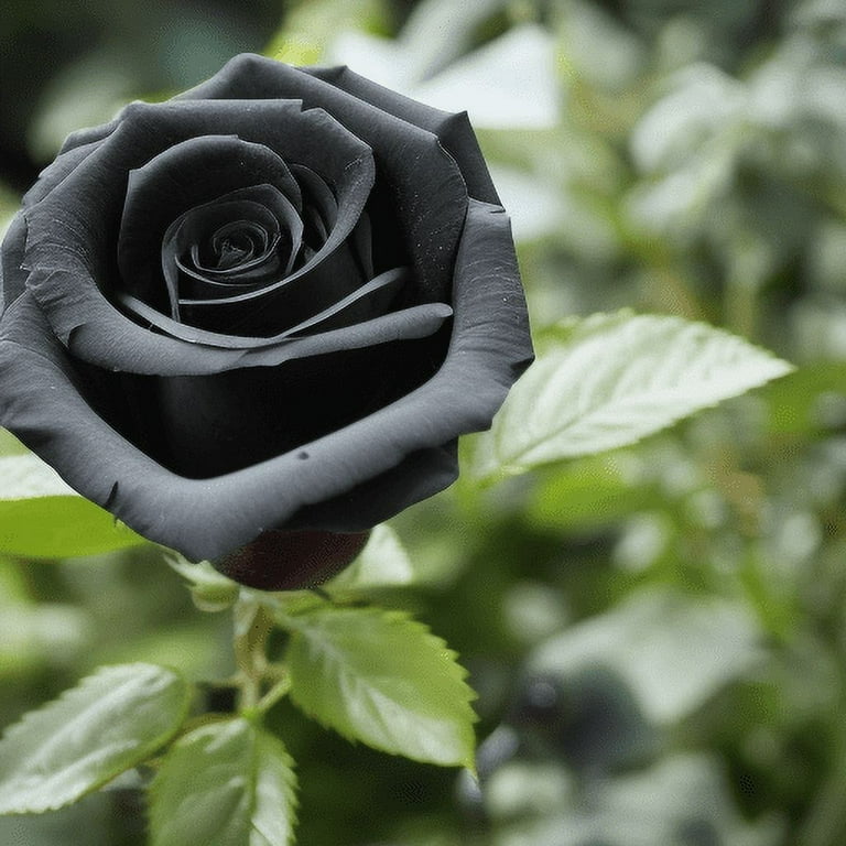 Rose Seed Germination